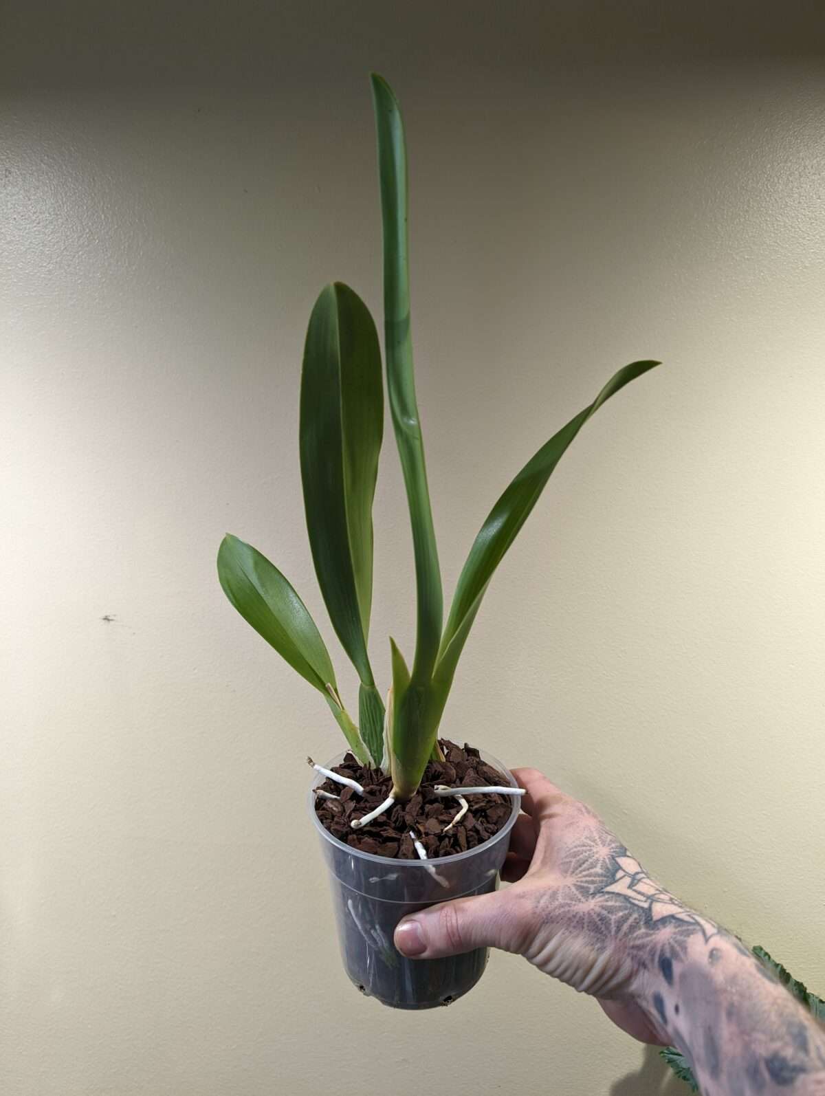 Brassia Eternal Wind – Kevs Orchids