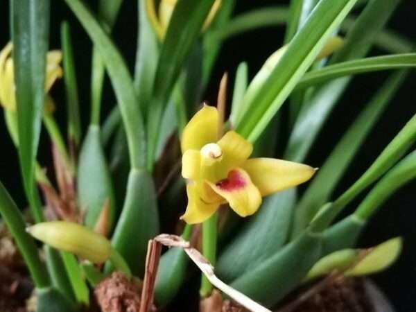 Maxillaria variabilis – Kevs Orchids