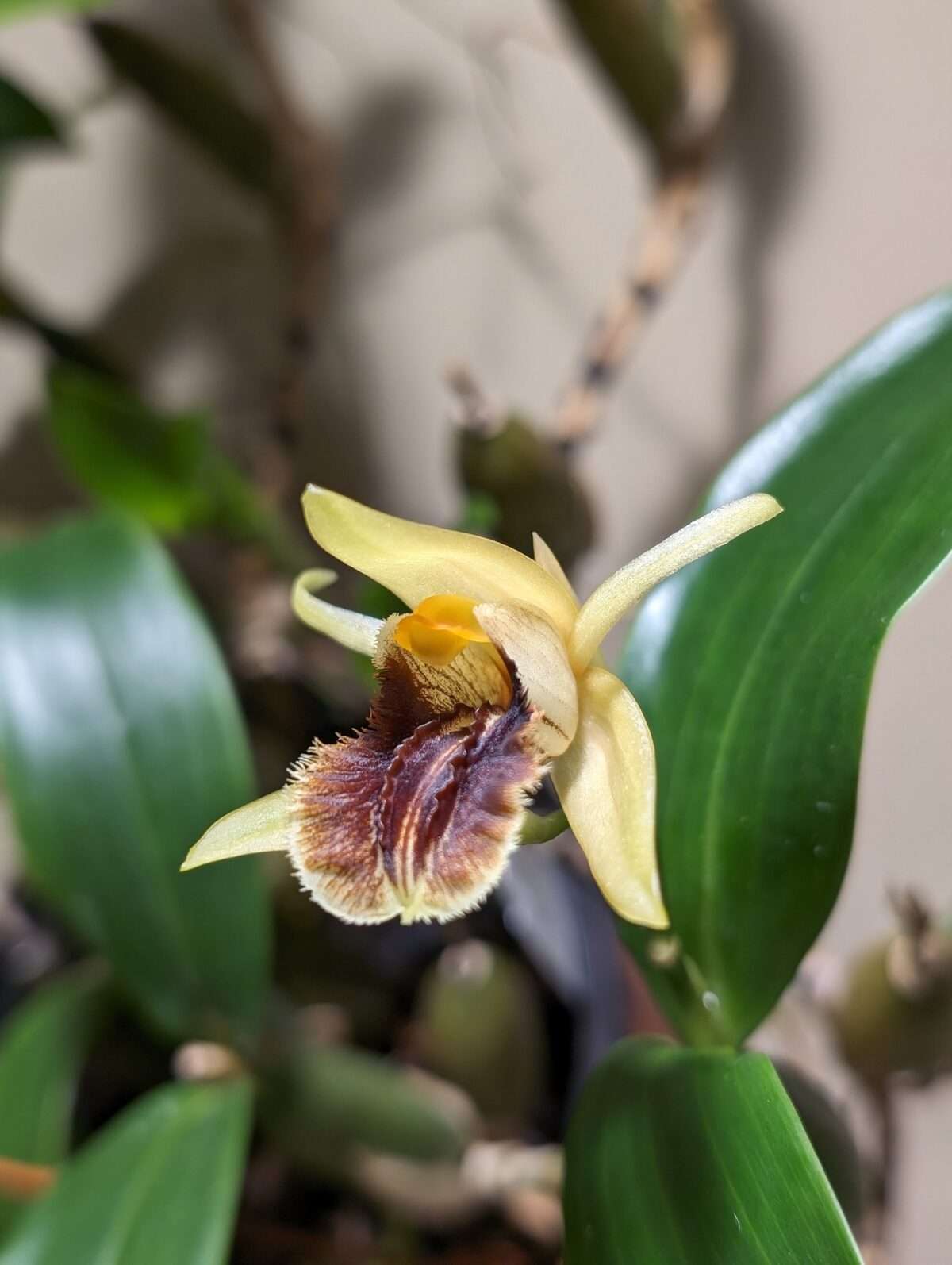 Coelogyne ovalis ‘Karge’ – Kevs Orchids