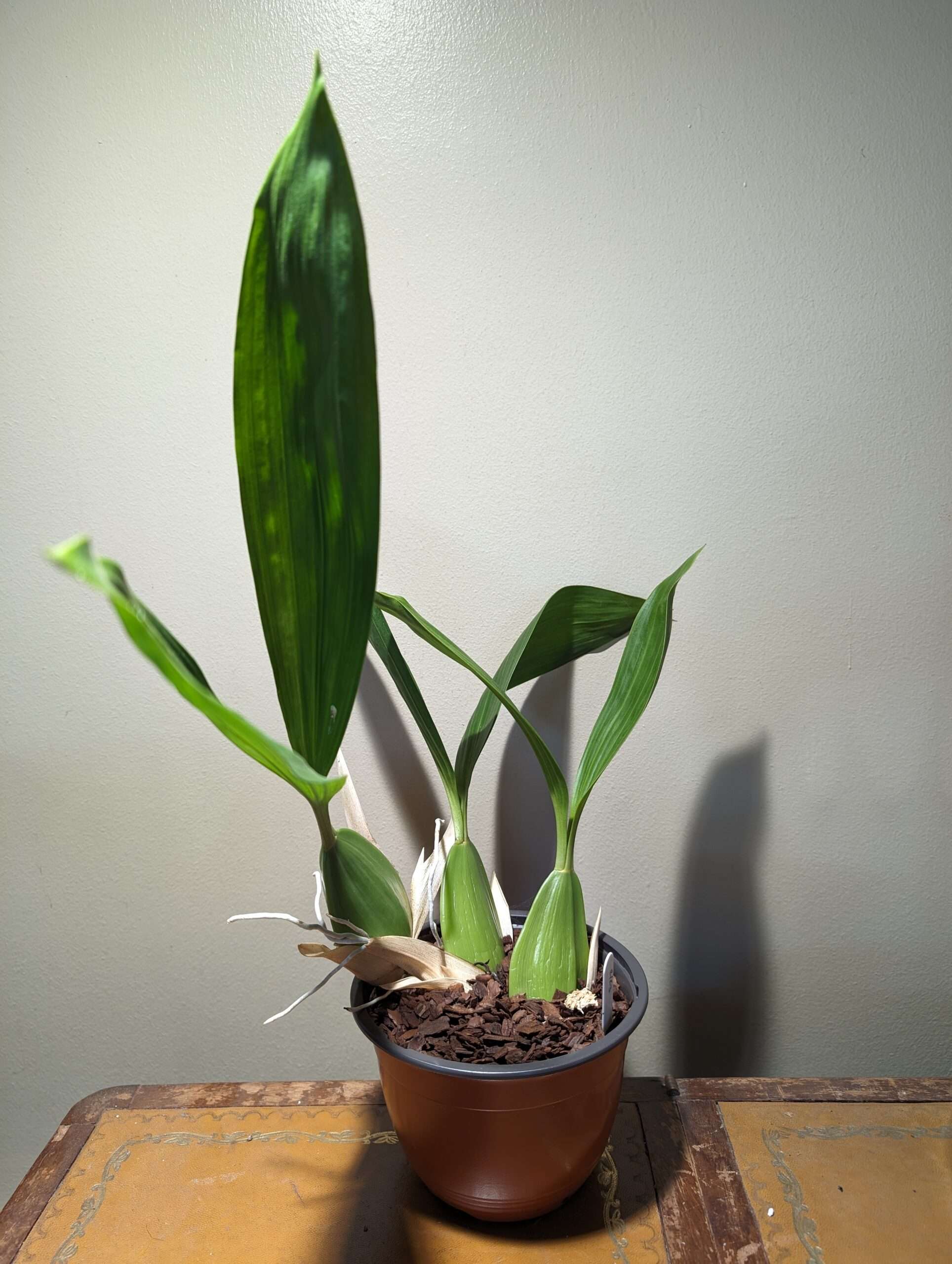 Coelogyne pandurata – Kevs Orchids