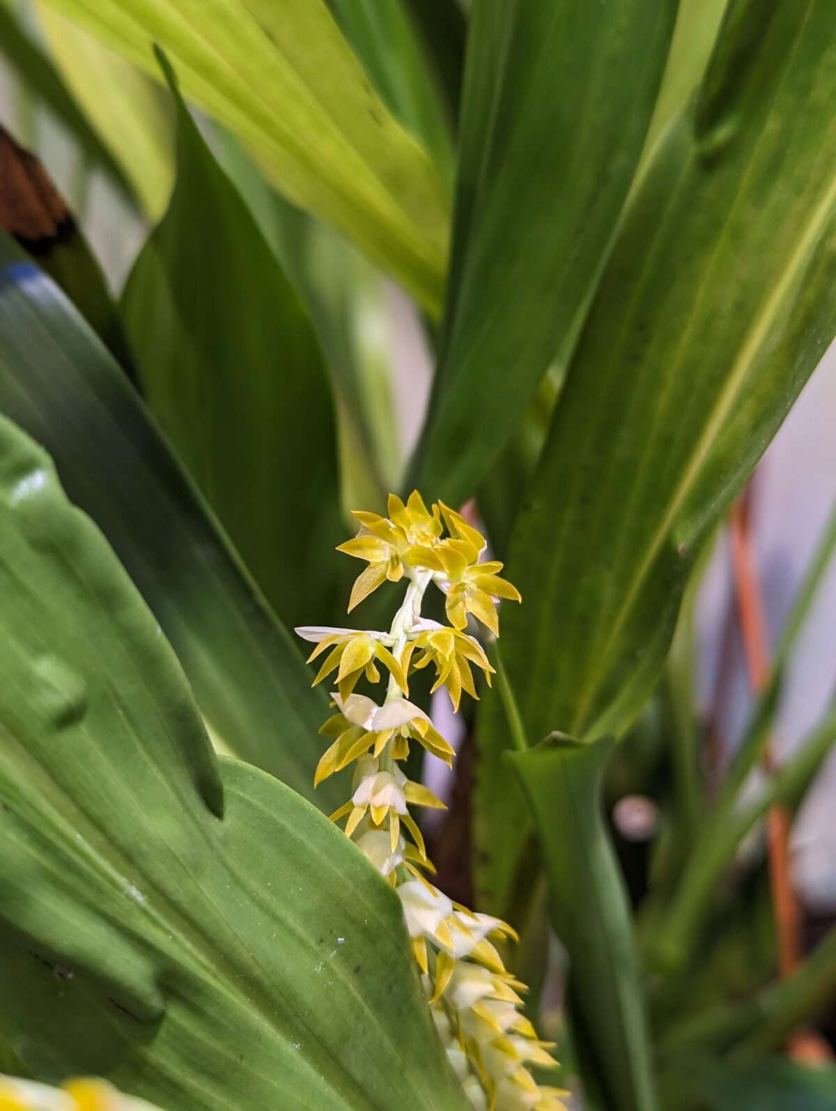 Dendrochilum magnum – Kevs Orchids