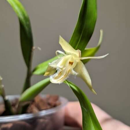Coelogyne South Carolina – Kevs Orchids
